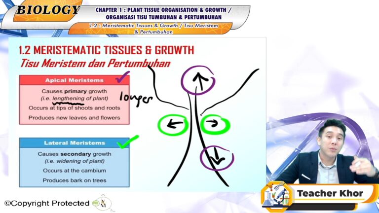 Topic 01: Organisation of Plant Tissues and Growth / Organisasi Tisu ...