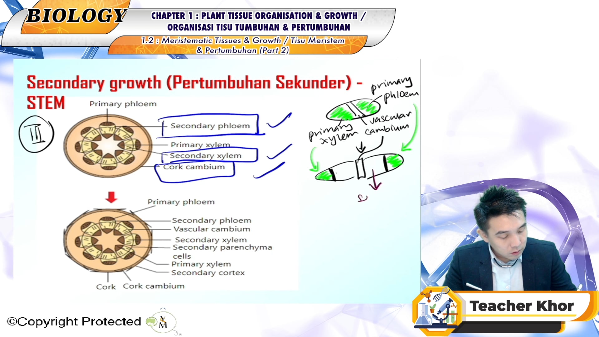 Topic 01: Organisation of Plant Tissues and Growth / Organisasi Tisu ...